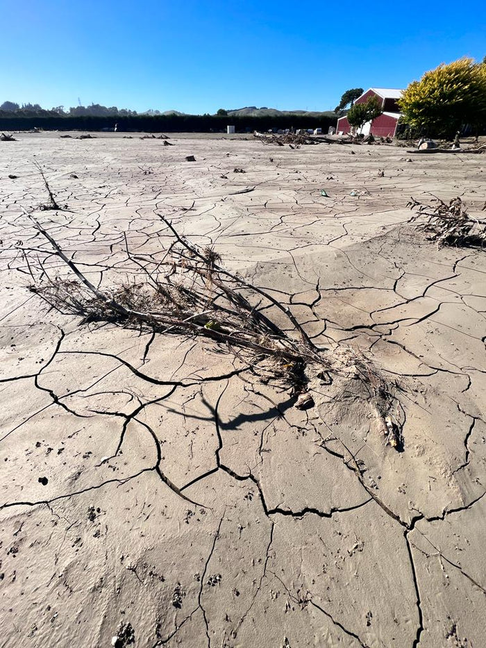 SHED 530 Estate Winery